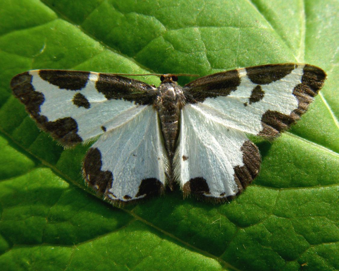Clouded Border | NatureSpot